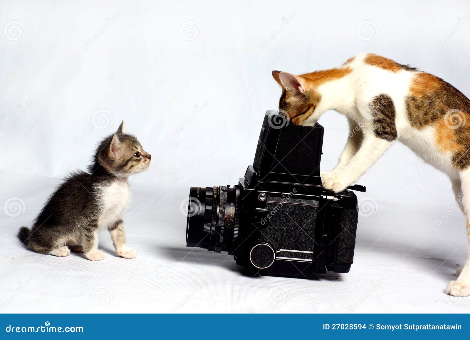 Cat photographer stock photo. Image of film, adult, shooting - 27028594