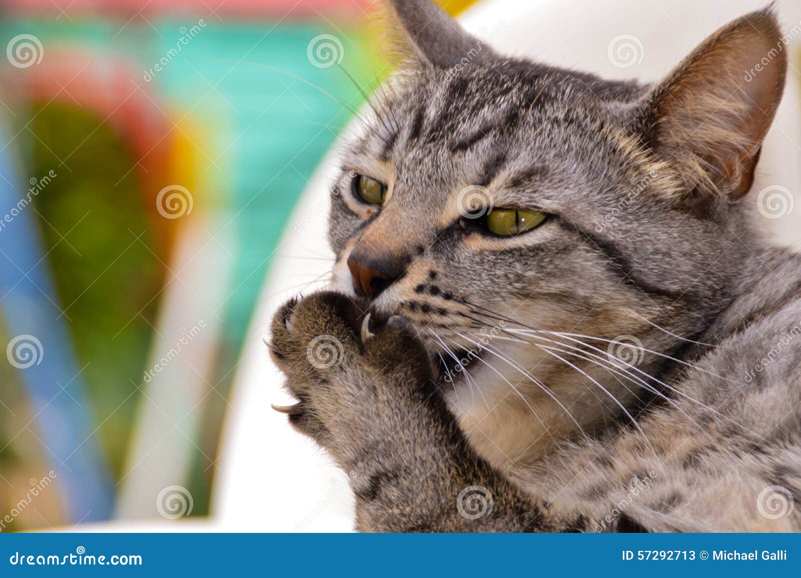 Cat picking his paw stock image. Image of animal, bokeh - 57292713