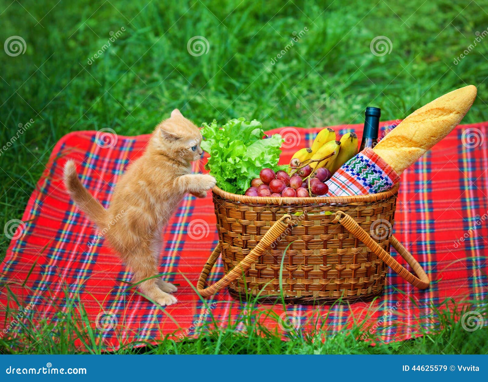 Cat on picnic stock image. Image of bread, field, grass - 44625579