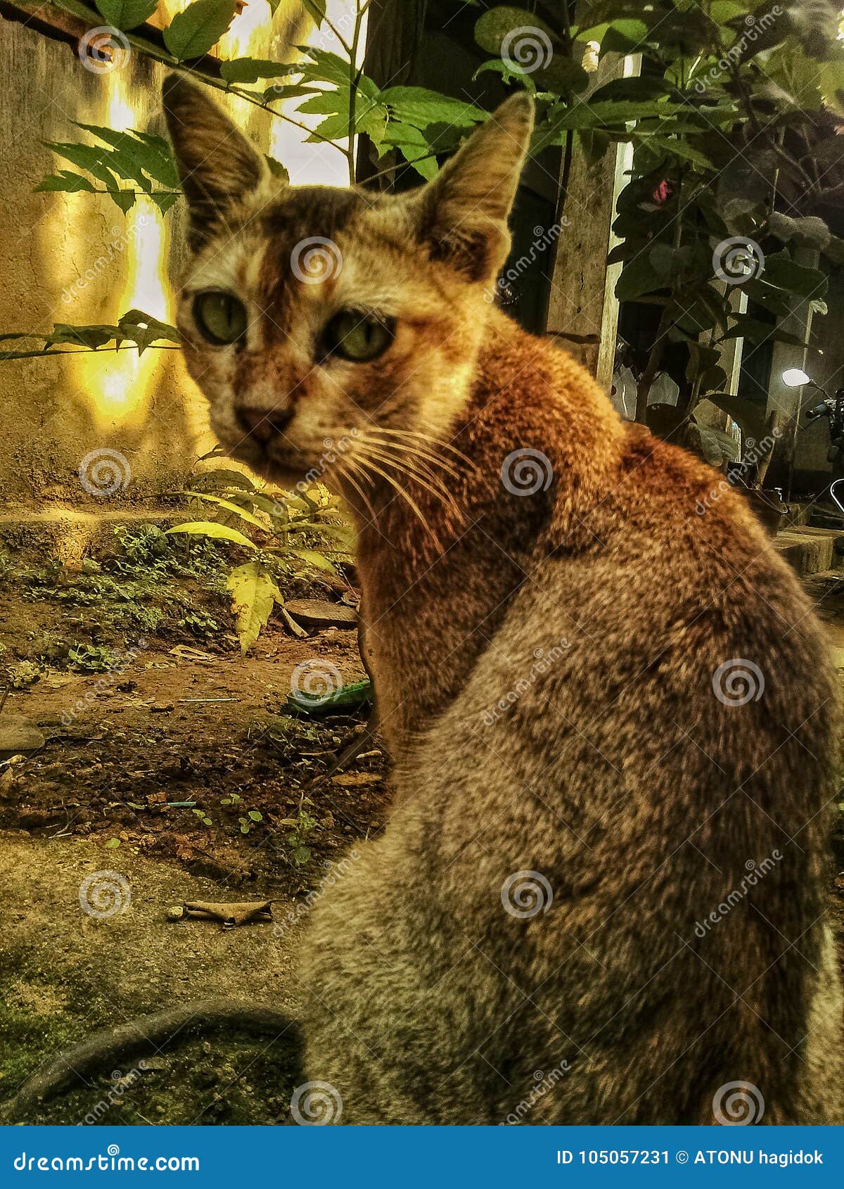 Cat stock image. Image of lava - 105057231