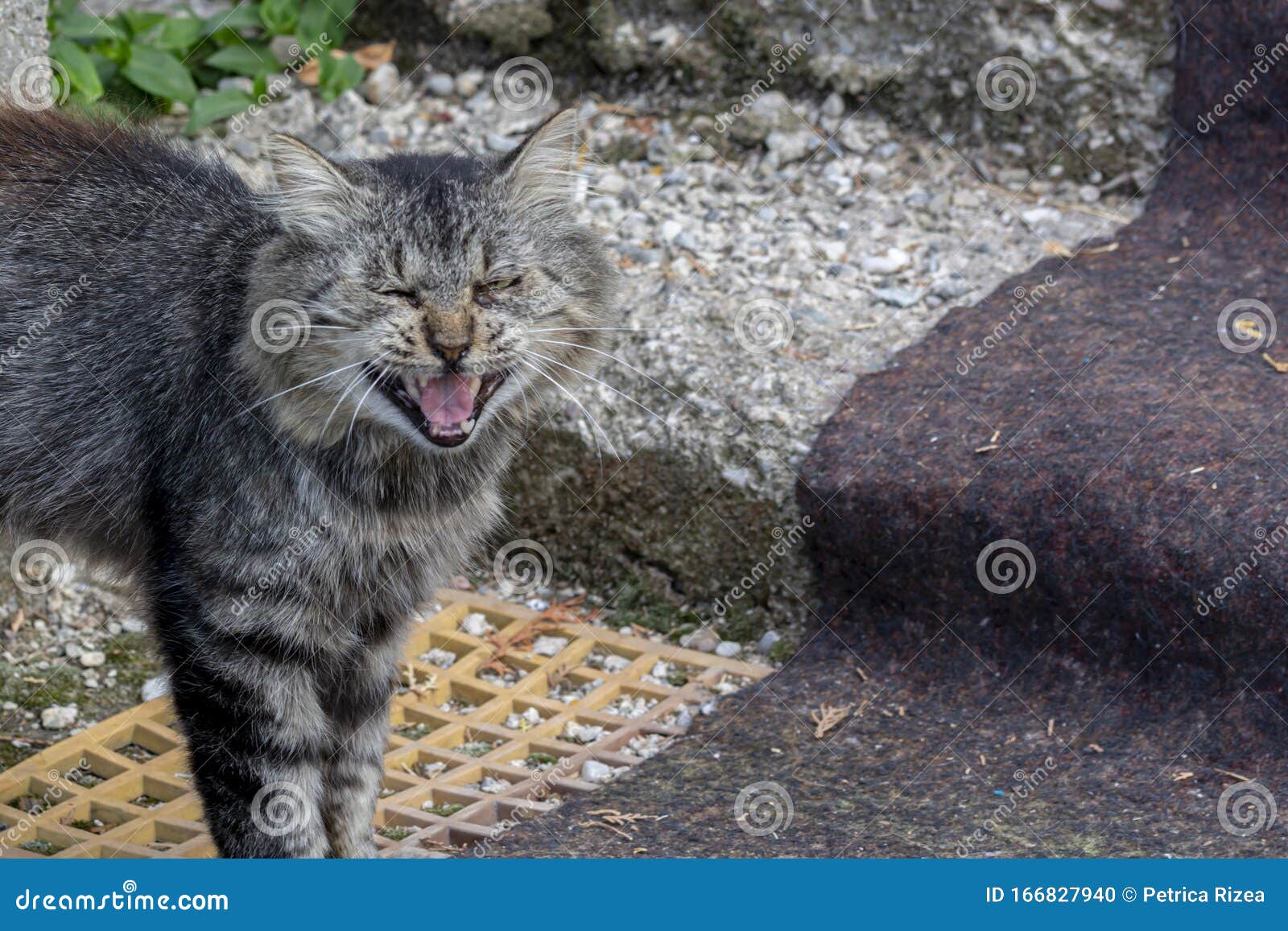 Cat Pictures, Cat Look at Camera, Domestic Cat Stock Photo - Image of ...