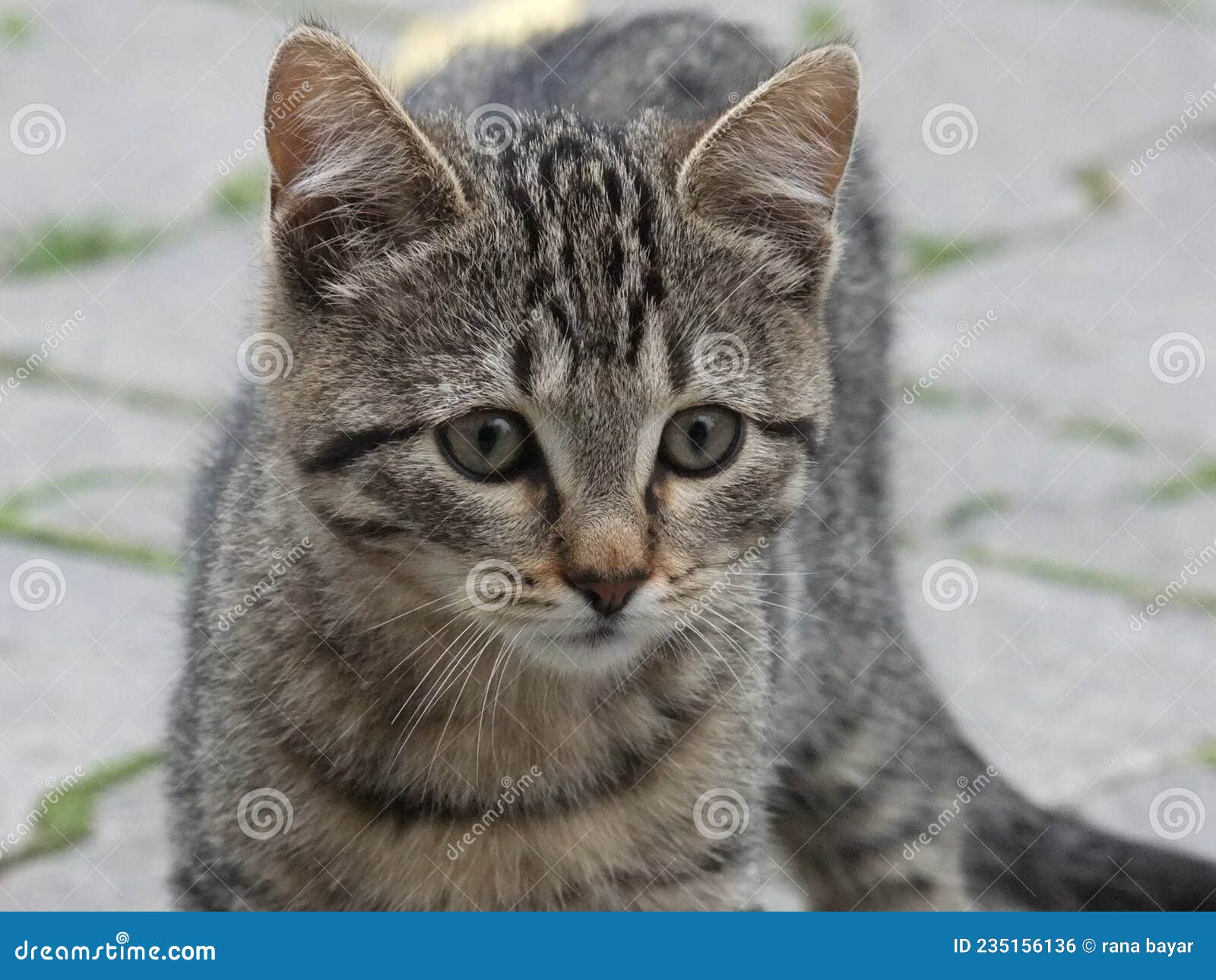 Cat pictures portre stock photo. Image of cute, portre - 235156136