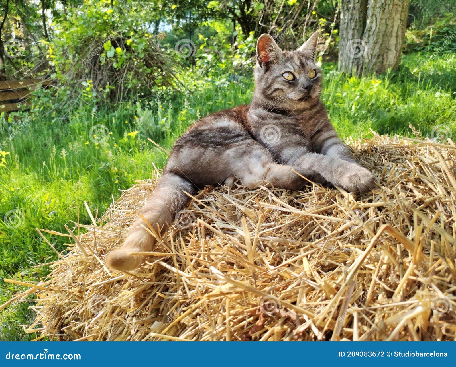 Cat on a Pile of Straw in Summer Garden Stock Photo - Image of ...