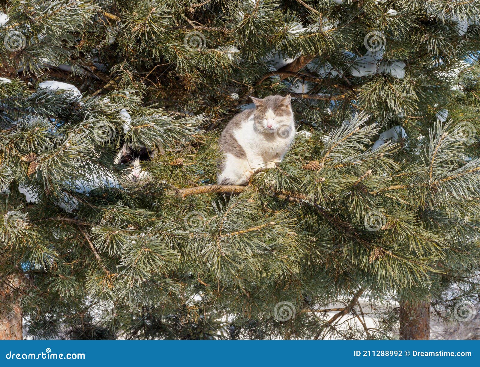 Cat on the pine tree. stock photo. Image of young, natural - 211288992