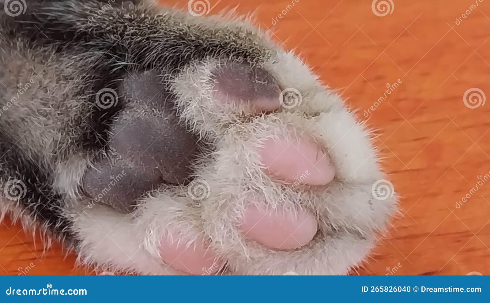 Cat Pink Cute Squishy Toe Beans Stock Photo - Image of pink, beans ...