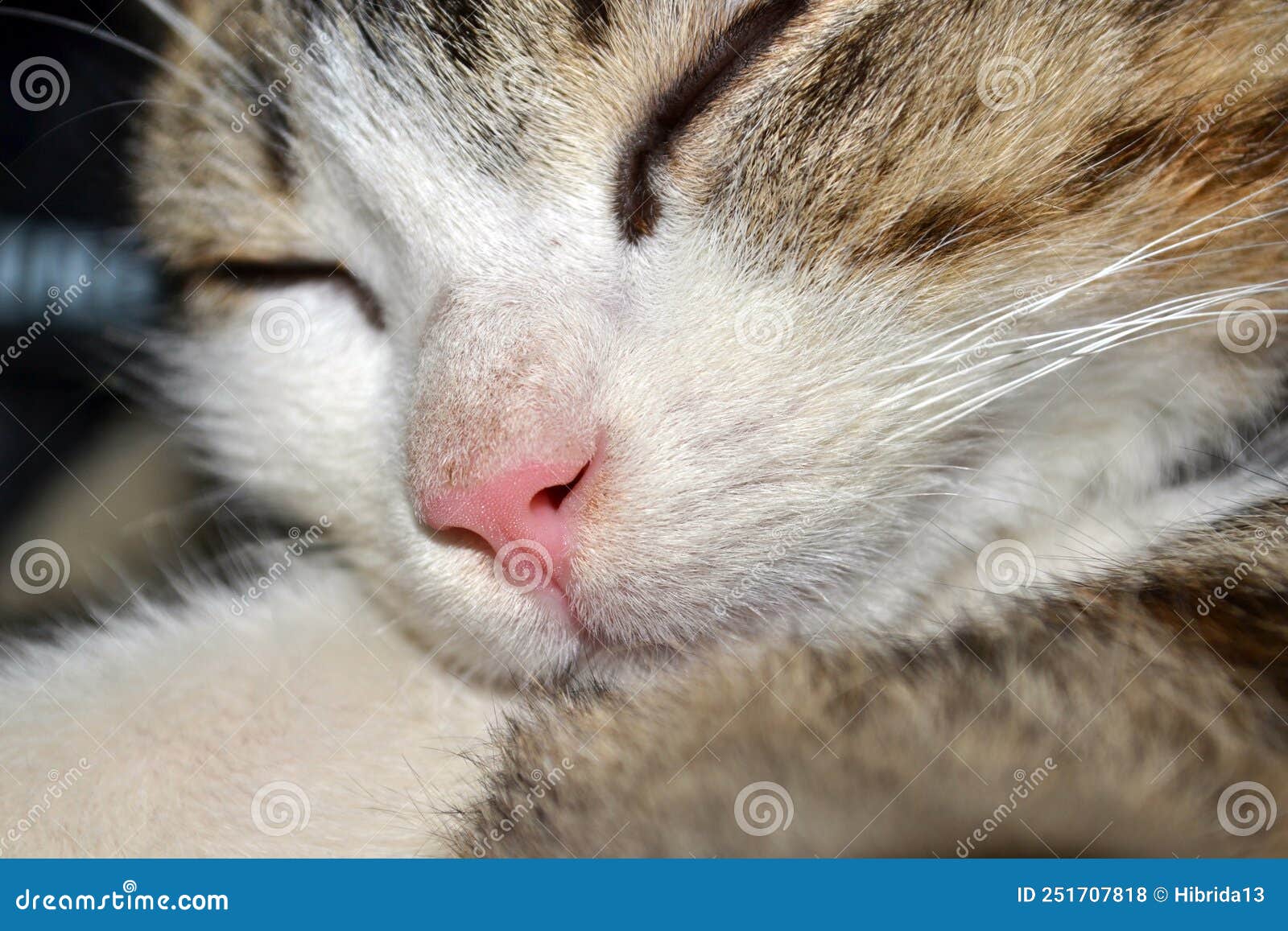 Cat pink nose close up stock photo. Image of maine, cute - 251707818