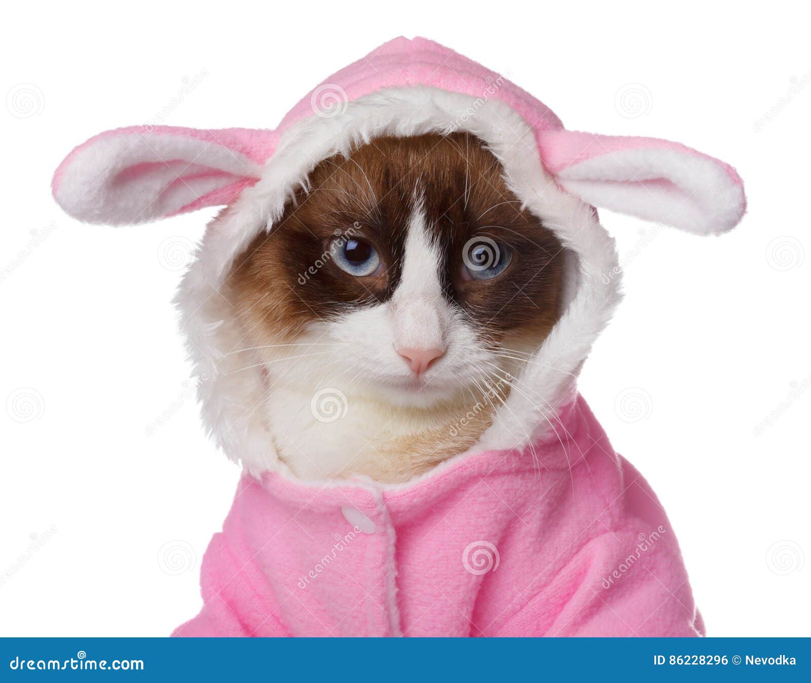 Cat in Pink Rabbit Costume Isolated Stock Photo - Image of looking ...