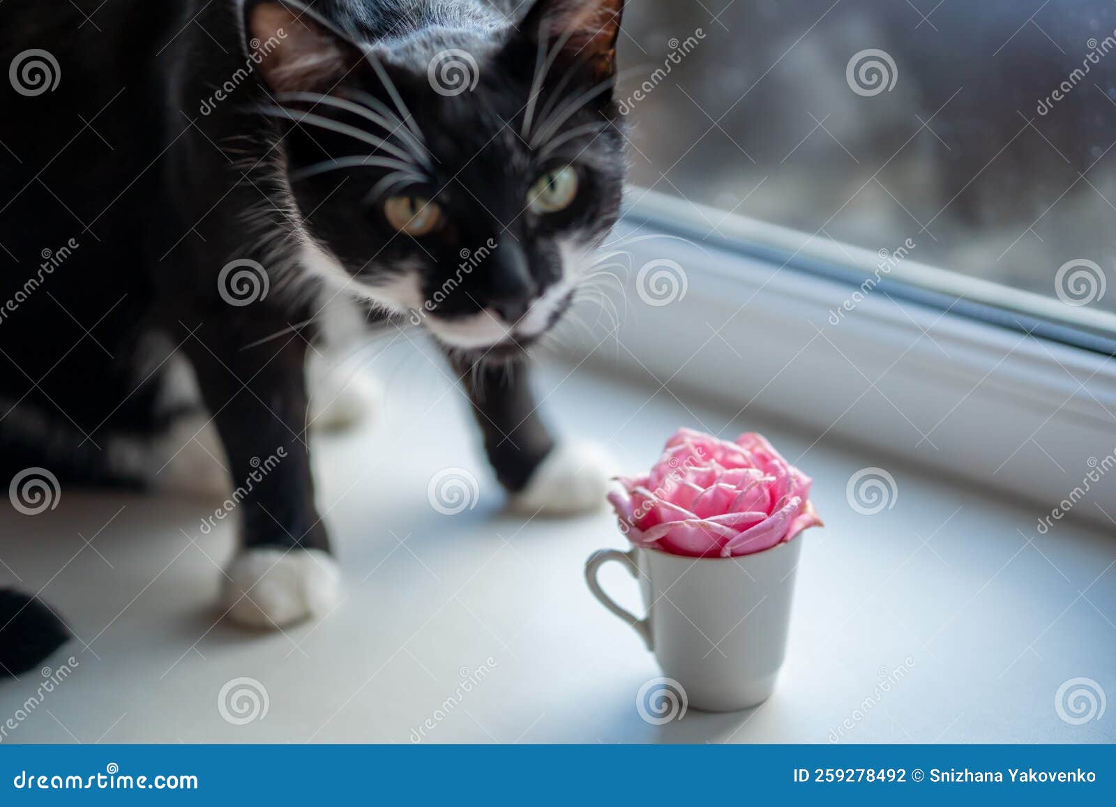 A Cat and a Pink Rose in a Cup on the Window. Cat Smells a Flower ...