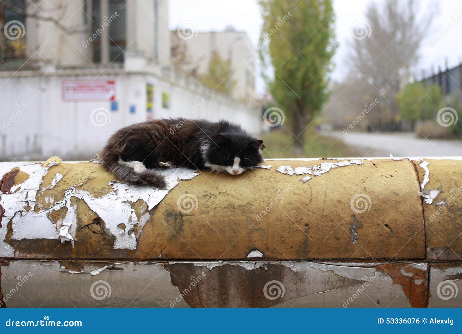 The cat on the pipe stock photo. Image of family, outdoors - 53336076