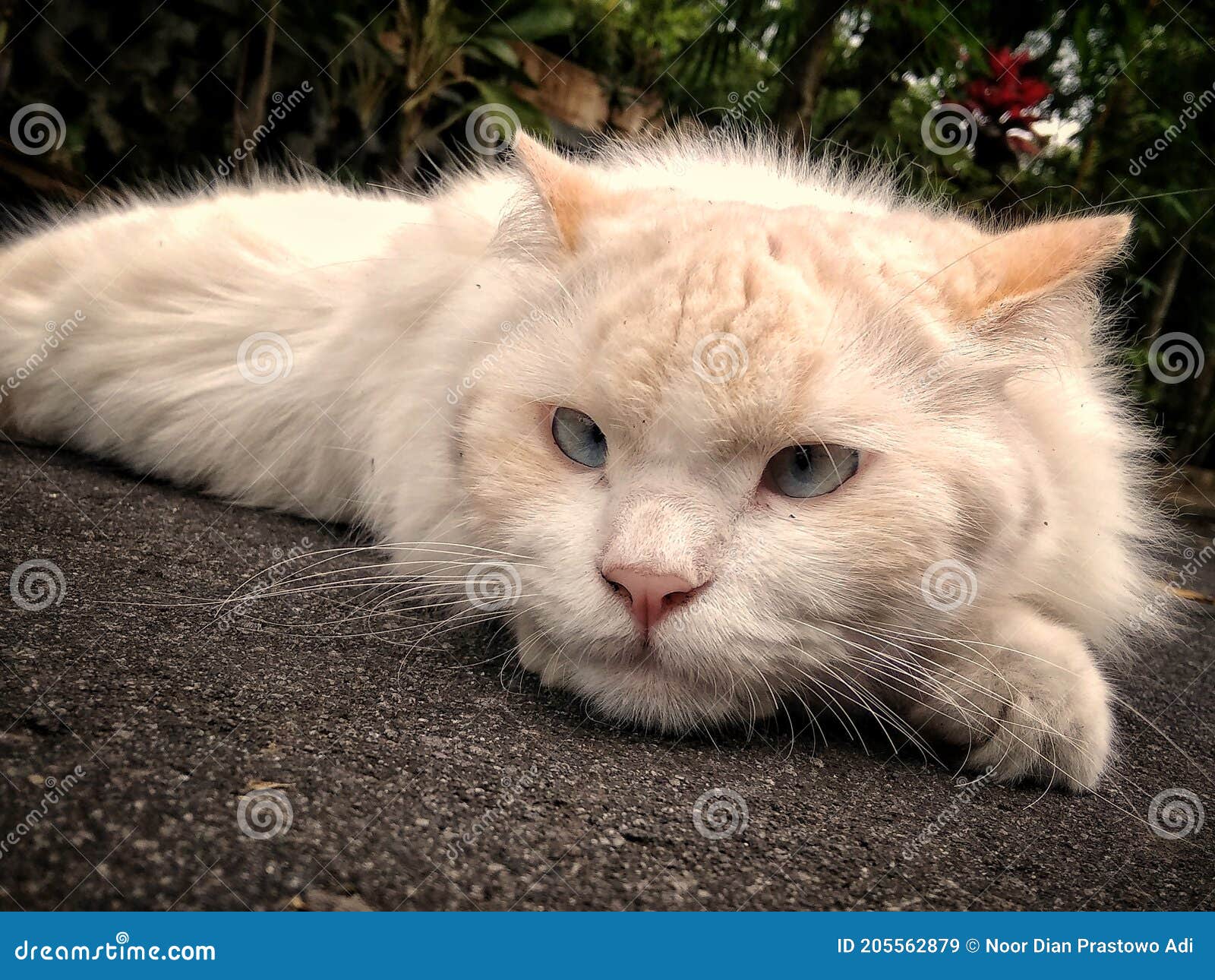 A cat with a pitiful face stock image. Image of wajah - 205562879