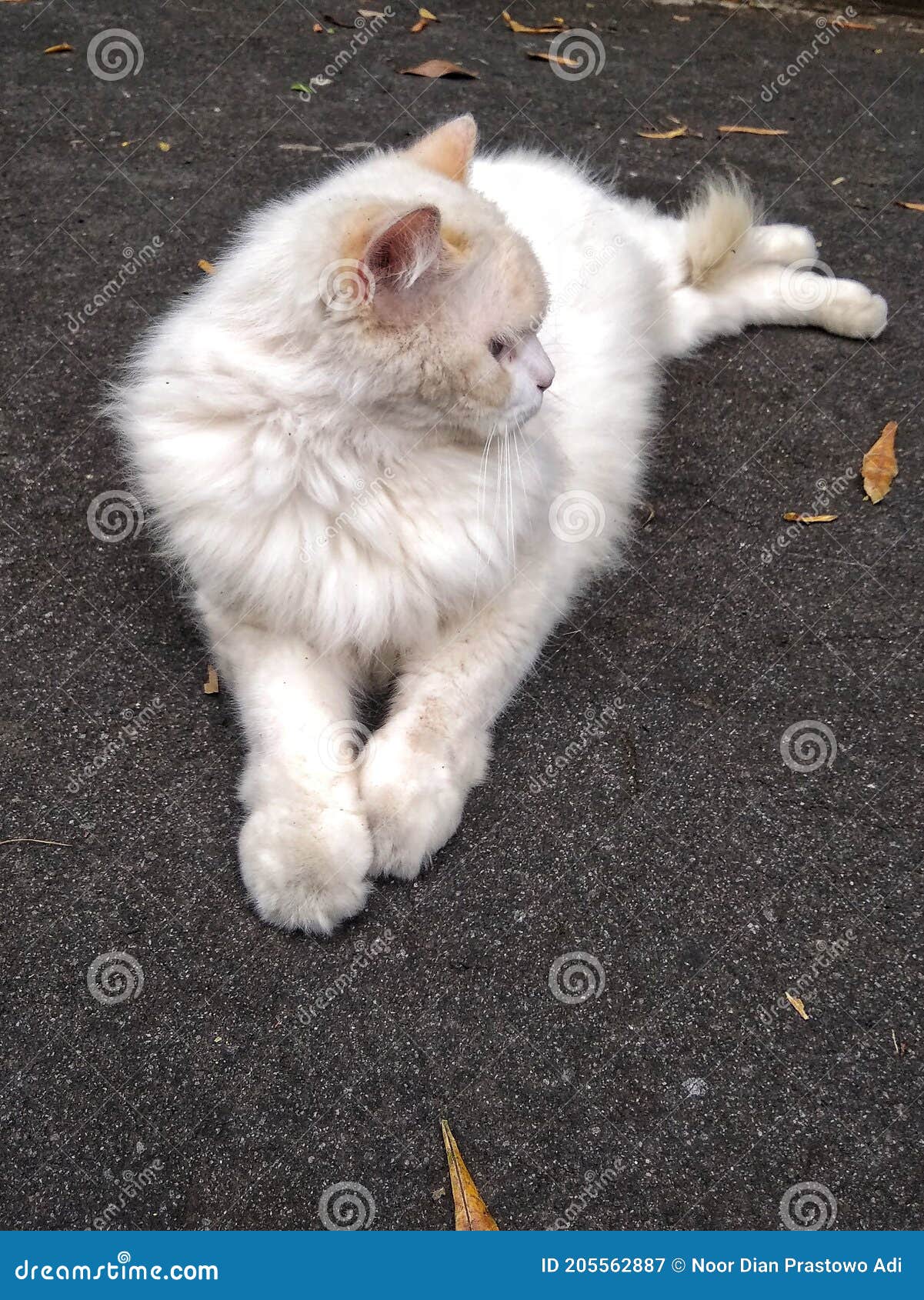 A cat with a pitiful face stock image. Image of animal - 205562887