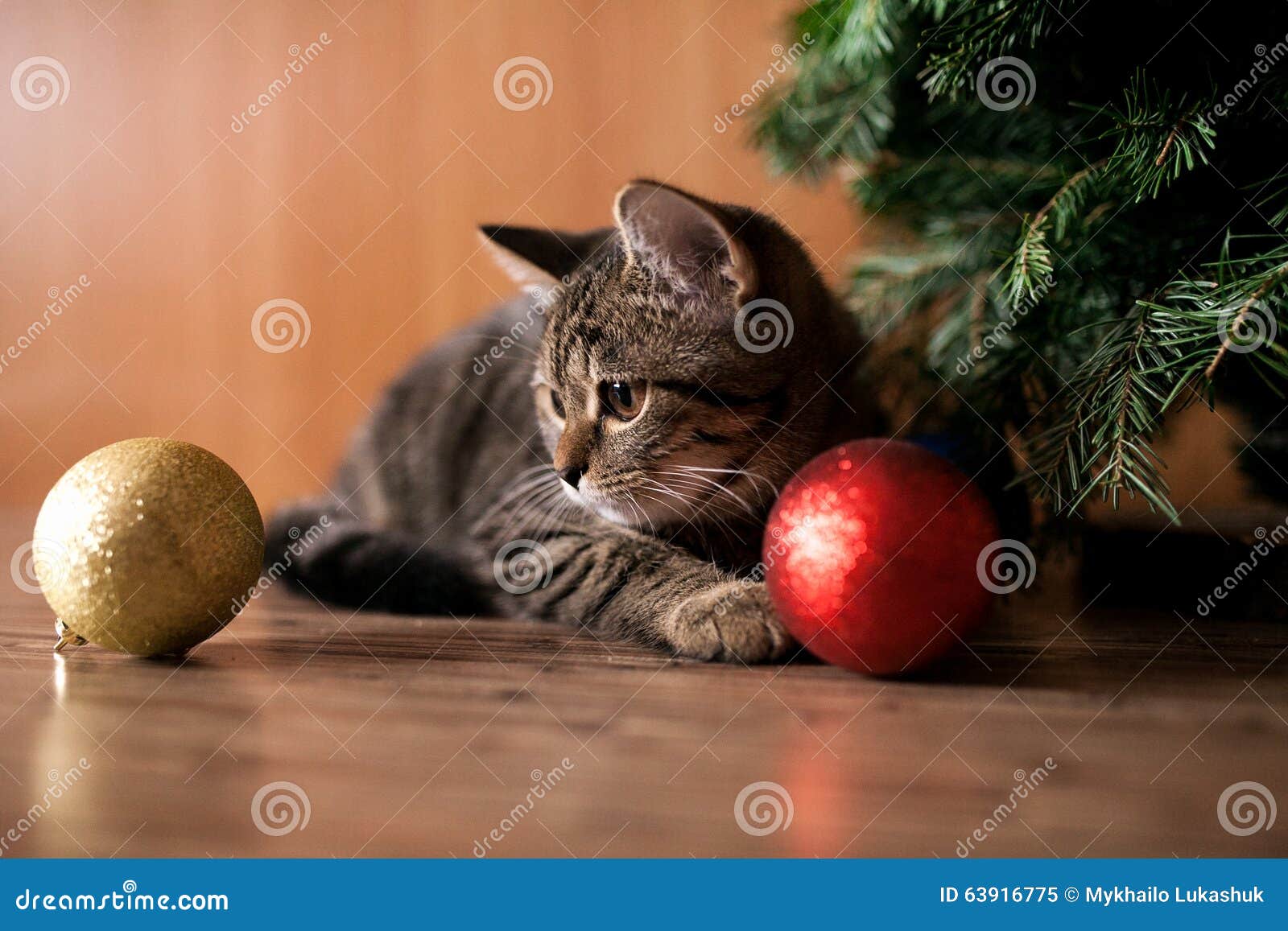 Cat Play with Holiday Balls Stock Image - Image of domestic, funny ...
