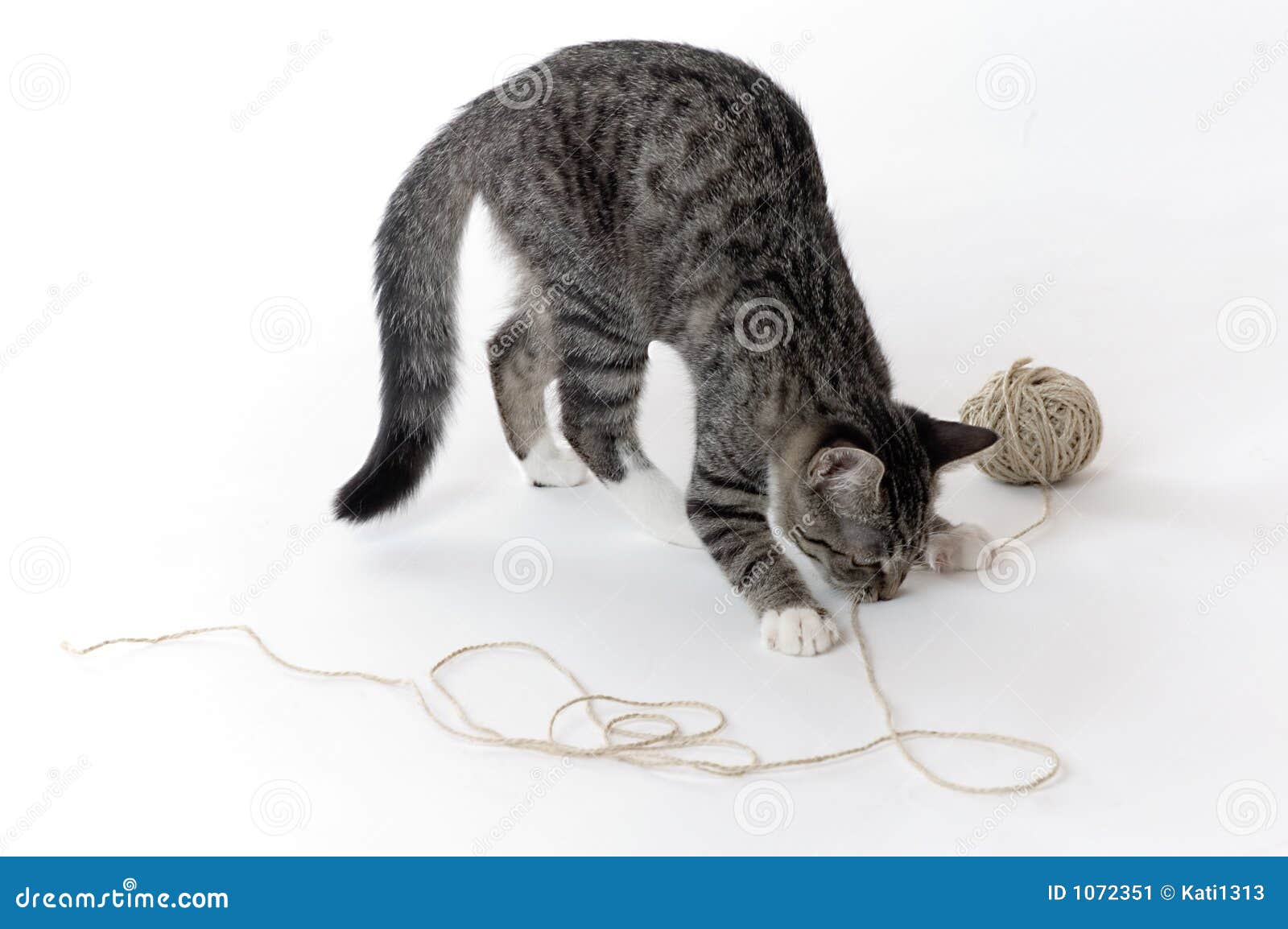 Cat playing stock image. Image of fauna, cute, staring - 1072351