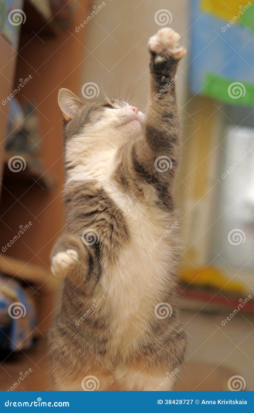 Cat playing stock image. Image of furry, animals, ears - 38428727