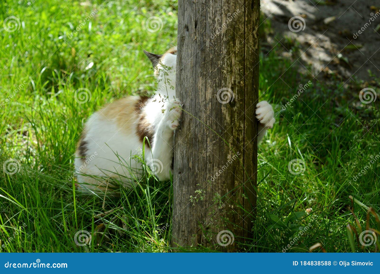 Cat is Playing Around Trees Stock Photo - Image of spring, playing ...