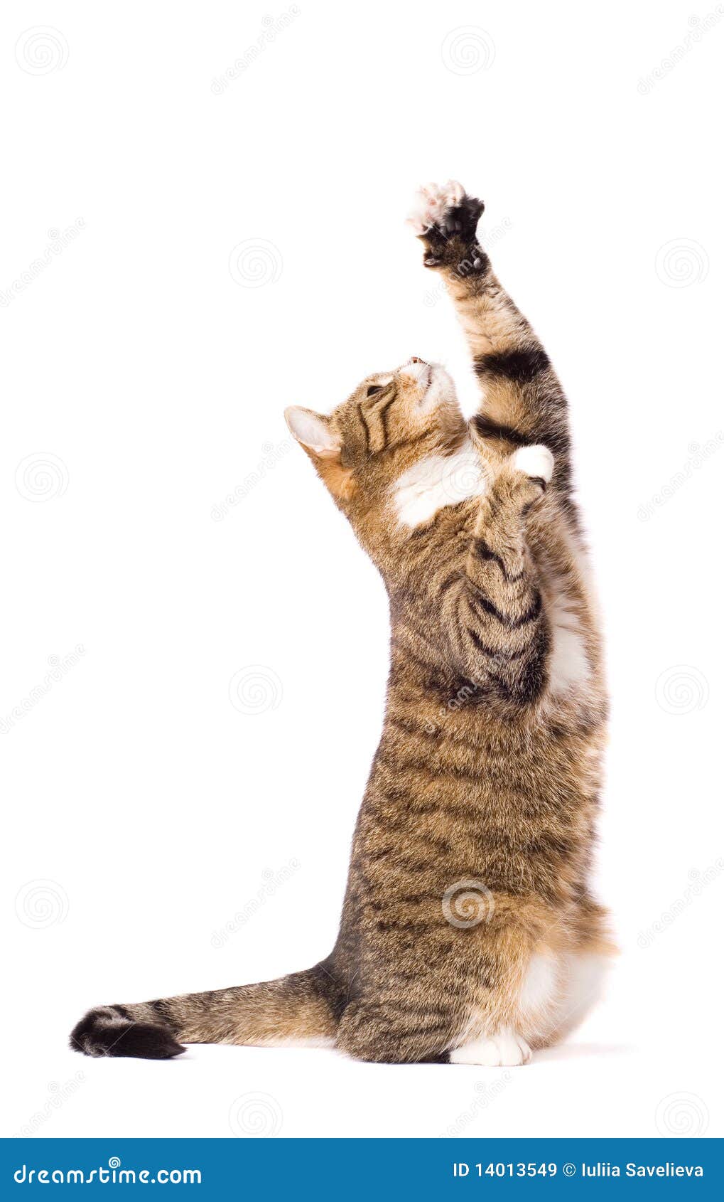 Cat Playing, Asking, Catching. Isolated on White Stock Image - Image of ...