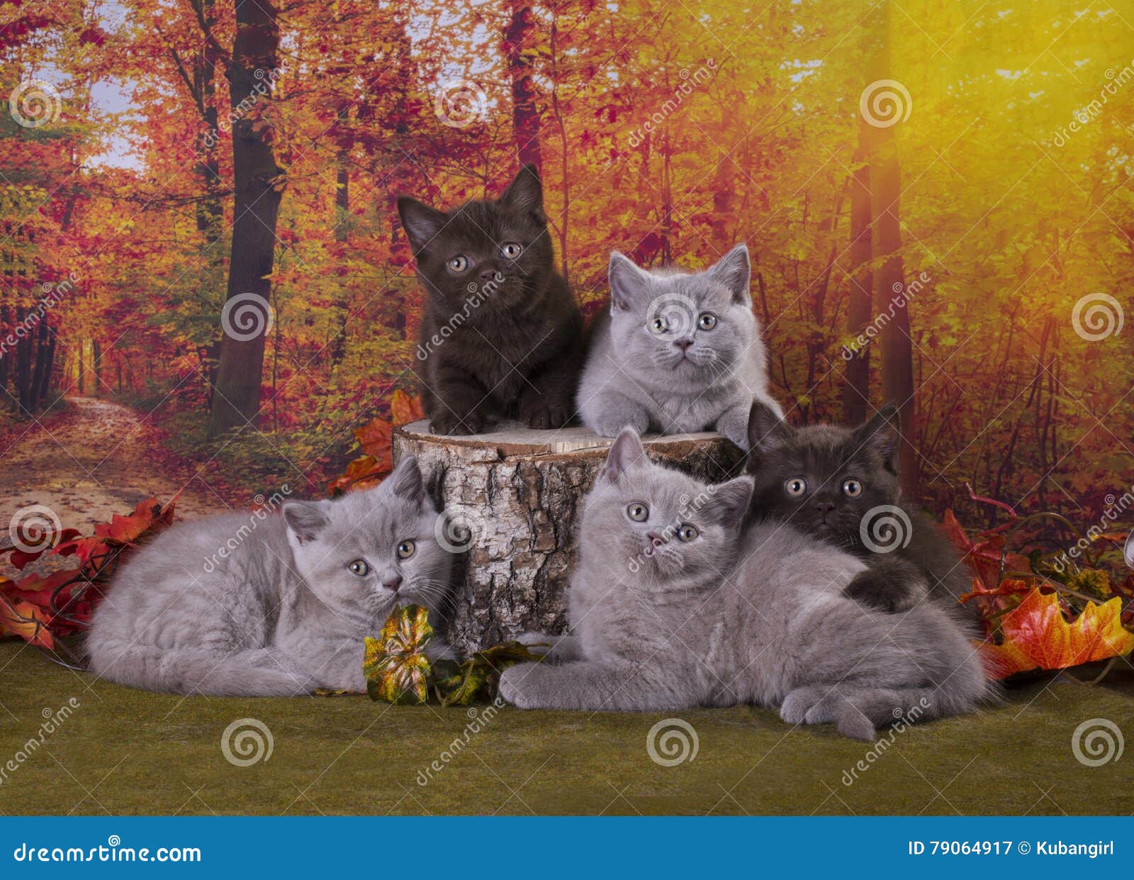 Cat Playing in the Autumn Forest Stock Image - Image of favorite, home ...