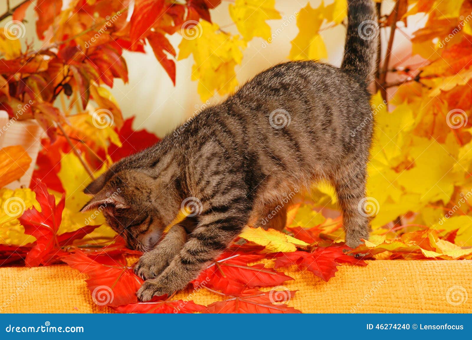 Cat Playing in Autumn Leaves Stock Photo - Image of play, pets: 46274240