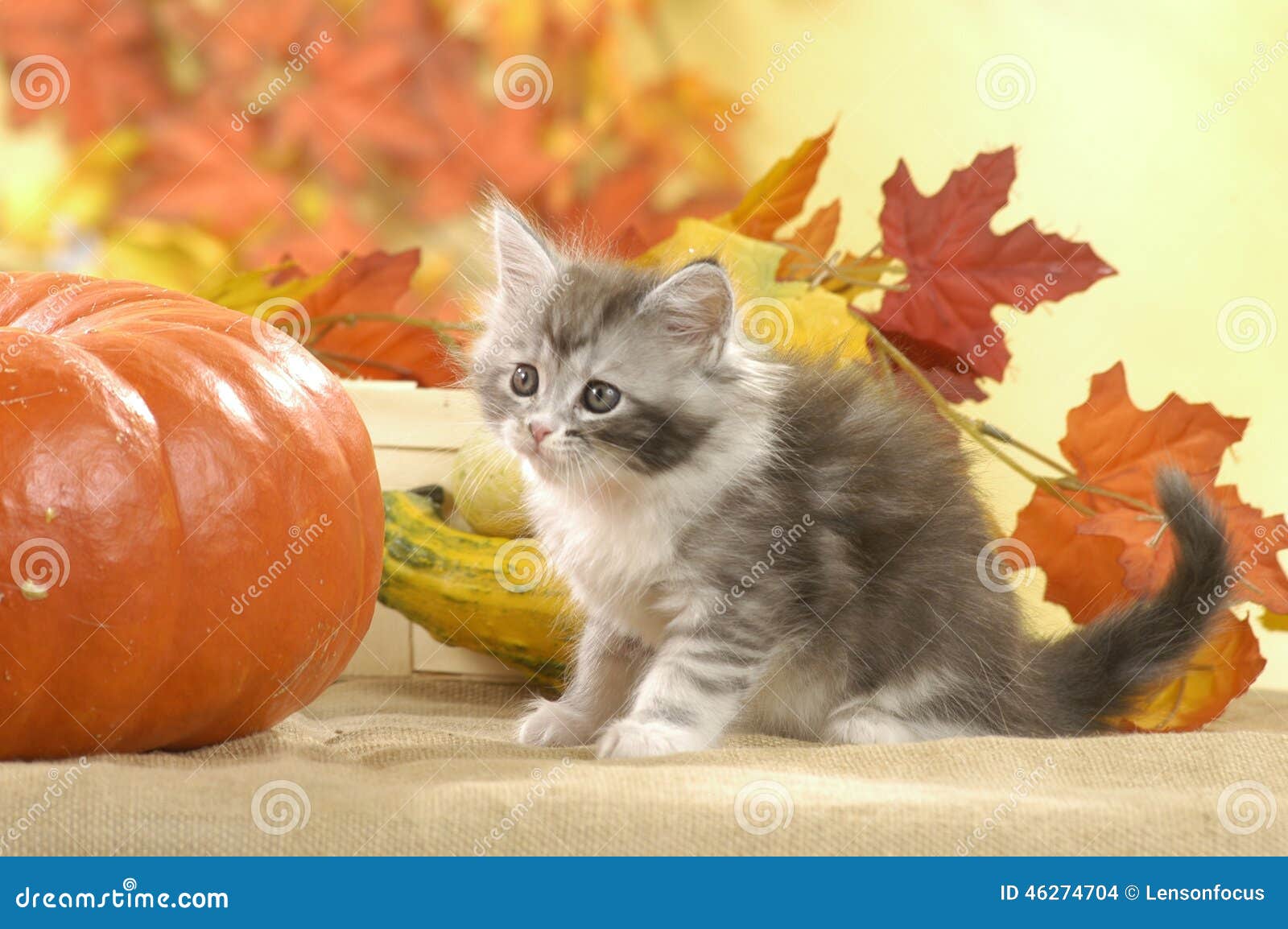 Cat Playing in Autumn Leaves Stock Photo - Image of play, europe: 46274704