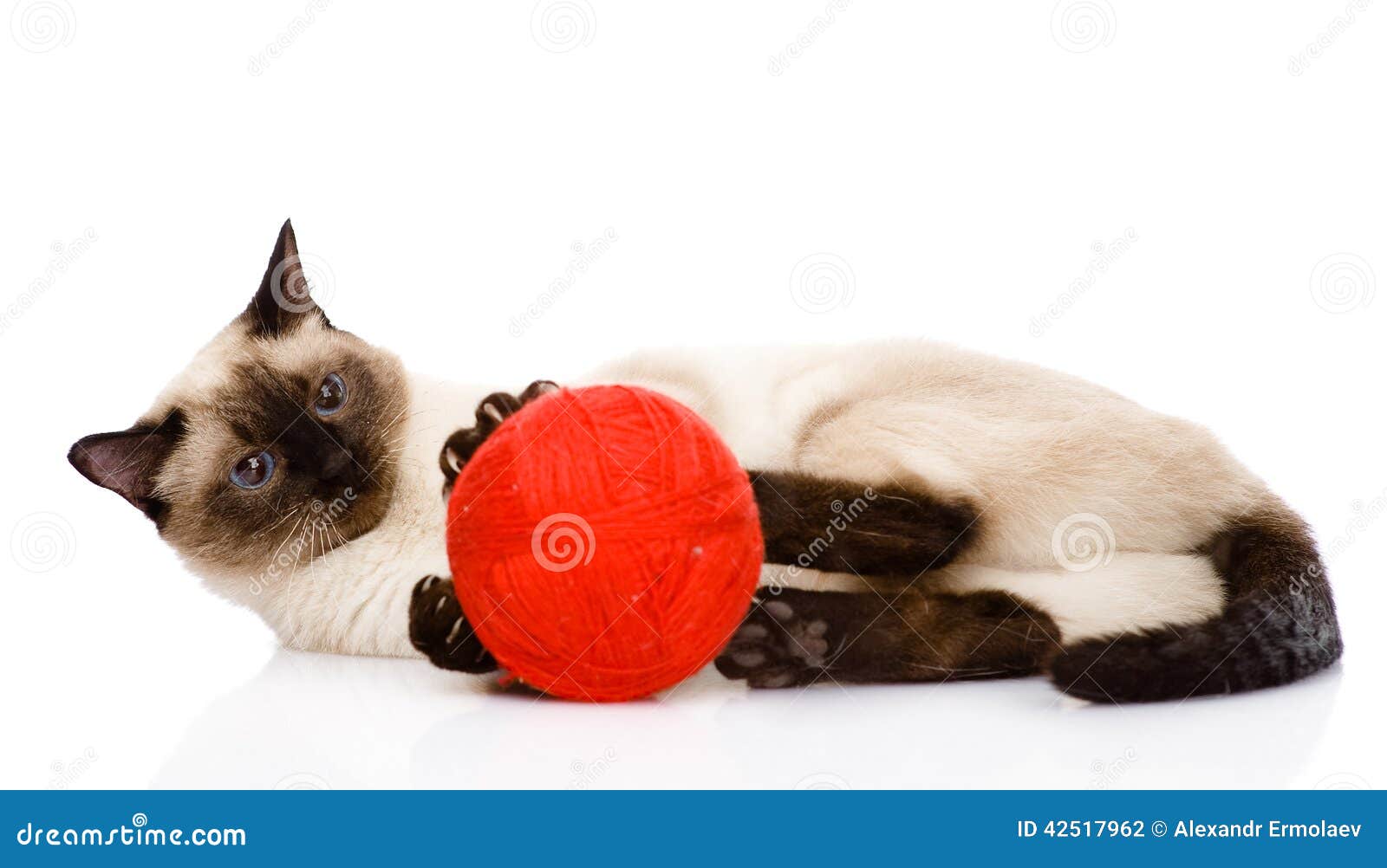 Cat Playing with a Ball. on White Background Stock Photo - Image of ...