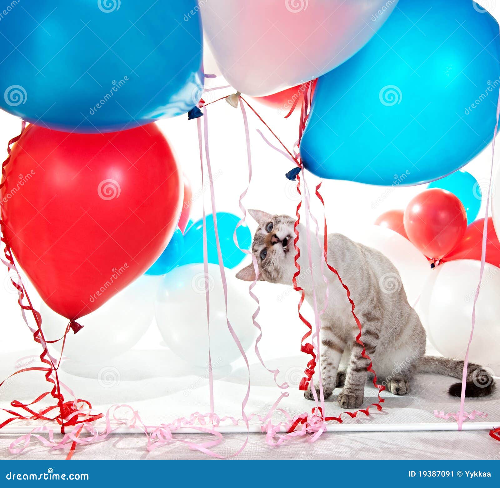 Cat playing with balloons. stock image. Image of plays - 19387091