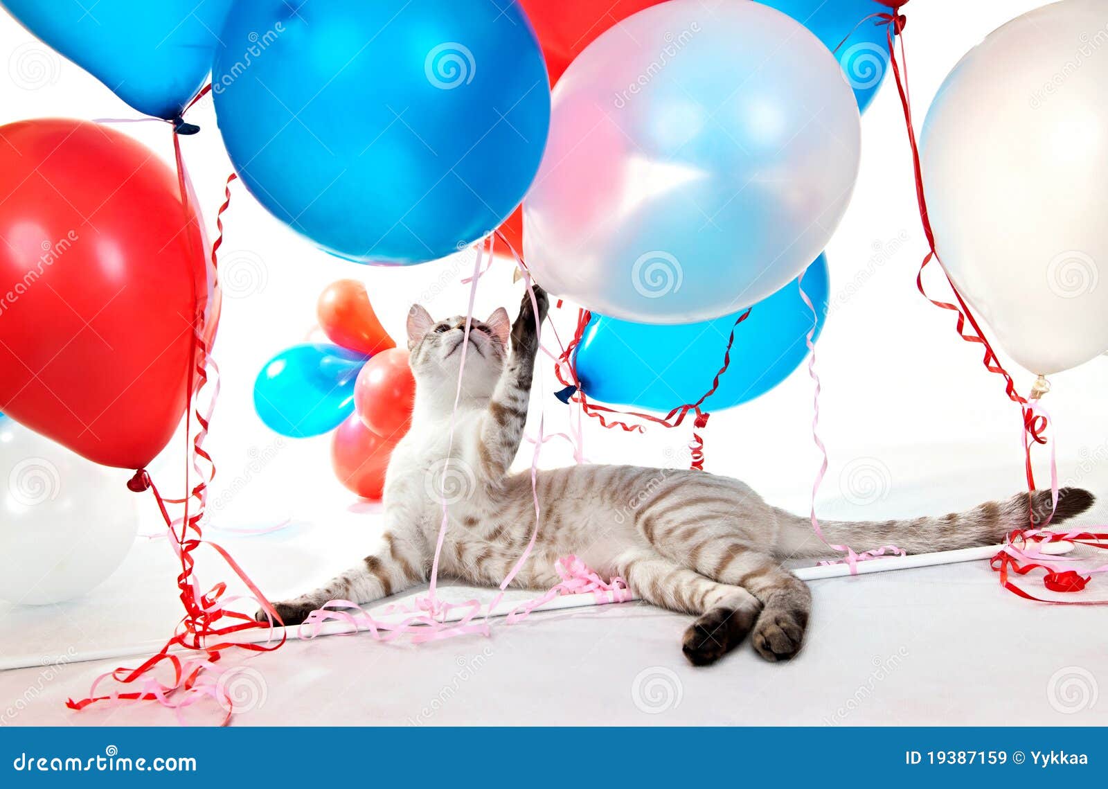 Cat playing with balloons. stock image. Image of decoration - 19387159