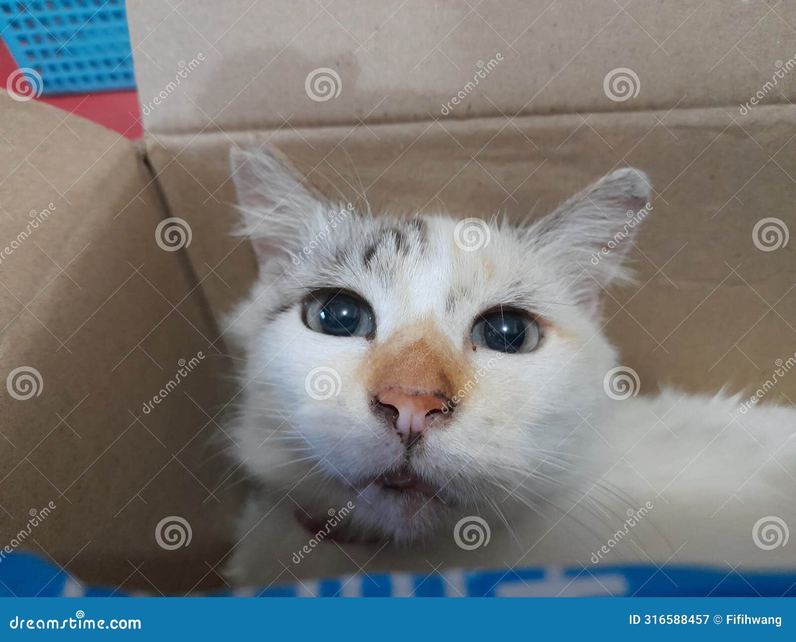 A cat playing in the box stock image. Image of playing - 316588457