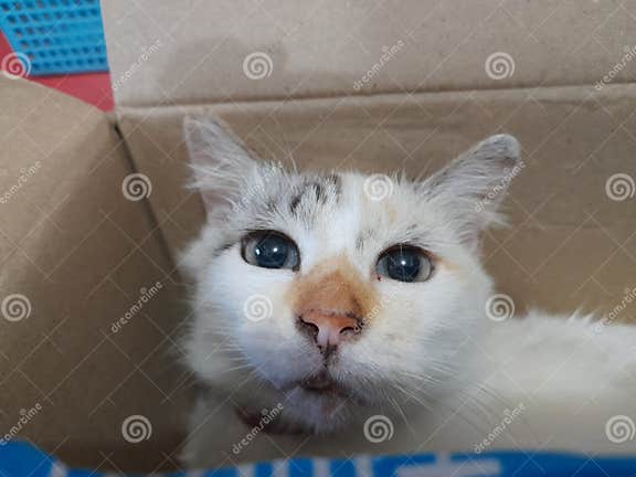 A cat playing in the box stock image. Image of playing - 316588457