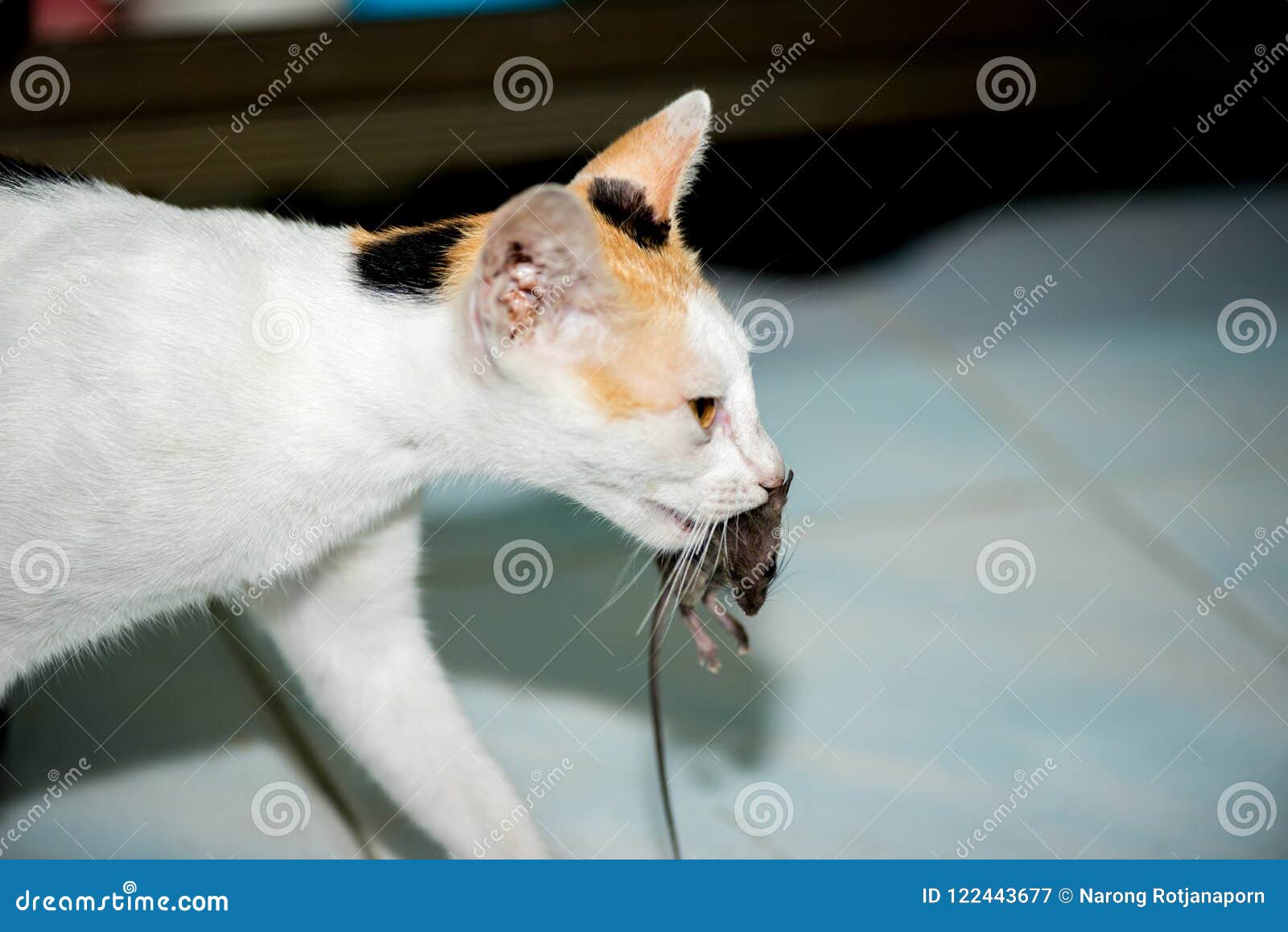 Cat Playing and Catch a Rat. Stock Image - Image of portrait, cute ...