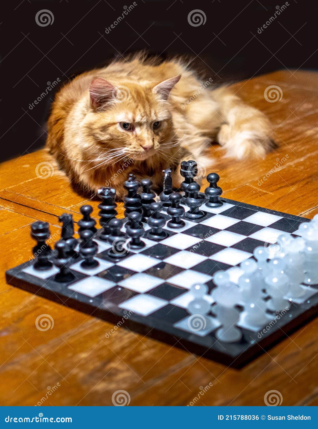 Cat Playing Chess Ready for First Move Stock Photo - Image of ...