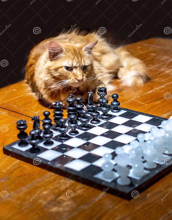 Cat Playing Chess Ready for First Move Stock Photo - Image of ...