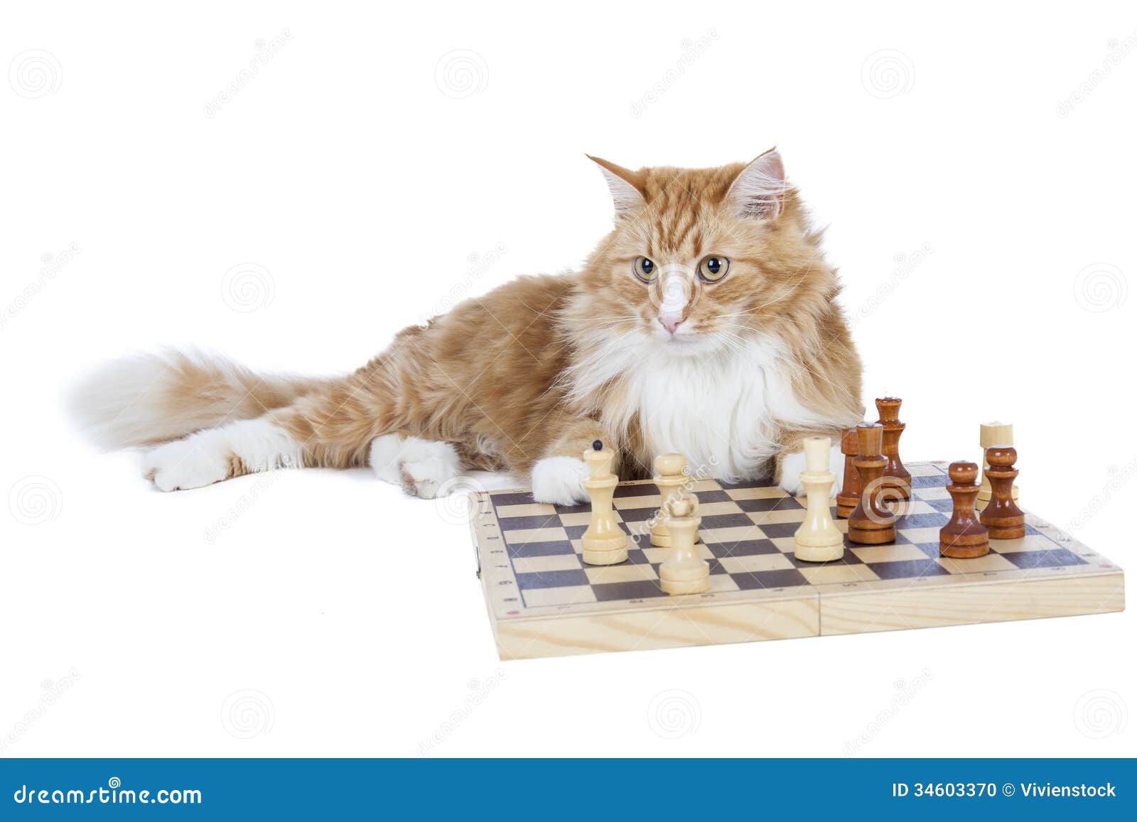 Cat playing chess stock photo. Image of chessboard, kitten - 34603370