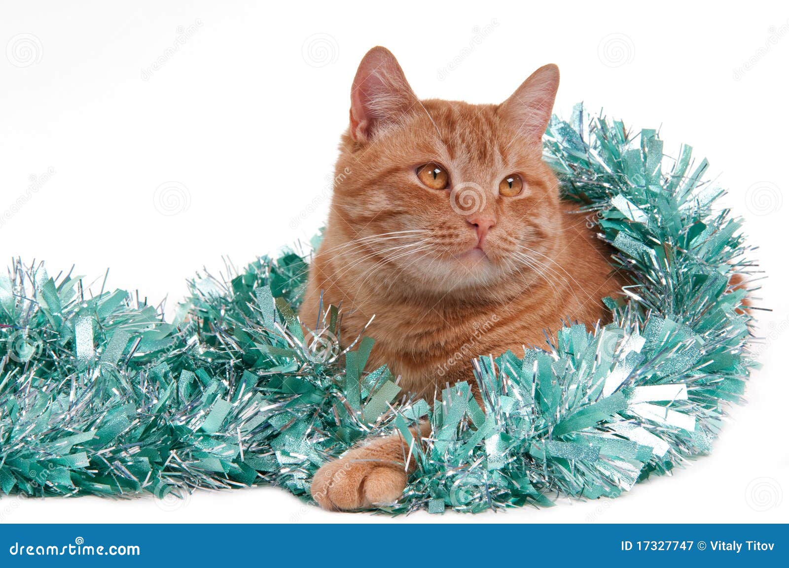 Cat is Playing with Christmas Decorations Stock Image - Image of ...