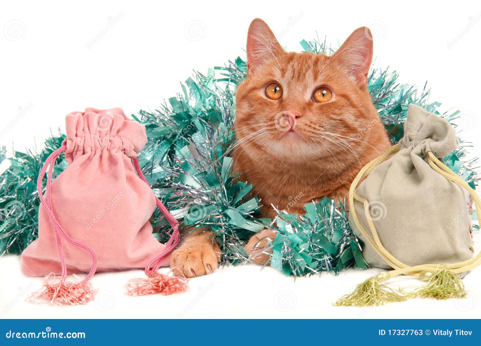 Cat Playing with Christmas Decorations Stock Image - Image of clothing ...