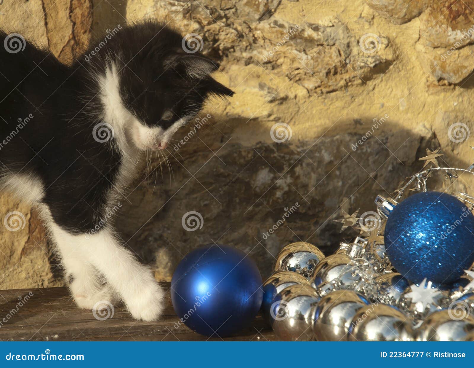 Cat Playing with Christmas Decorations Stock Image - Image of moist ...