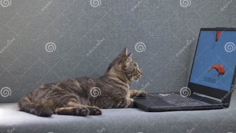 Cat Playing Computer, Watching Movies, Looking at the Screen of a ...