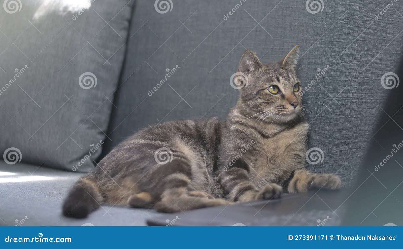 Cat Playing Computer, Watching Movies, Looking at the Screen of a ...