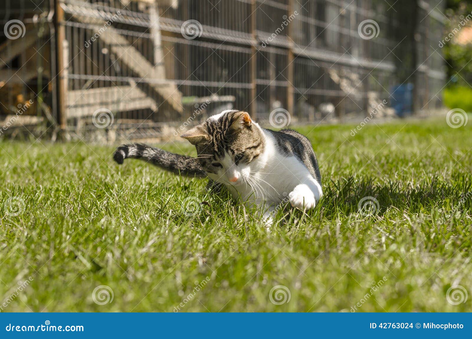 Cat playing stock photo. Image of curious, curiosity - 42763024