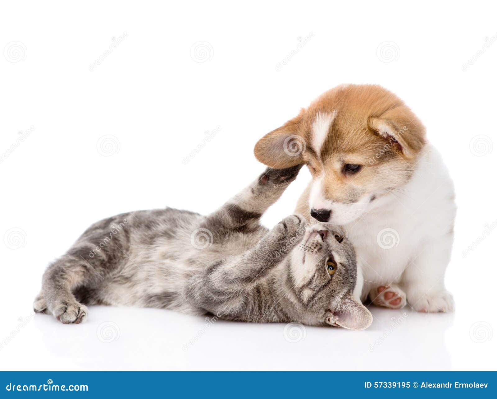 Cat Playing with a Dog. Isolated on White Background Stock Image ...