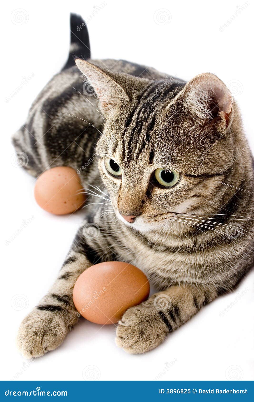 Cat playing with egg stock image. Image of eggs, observing - 3896825