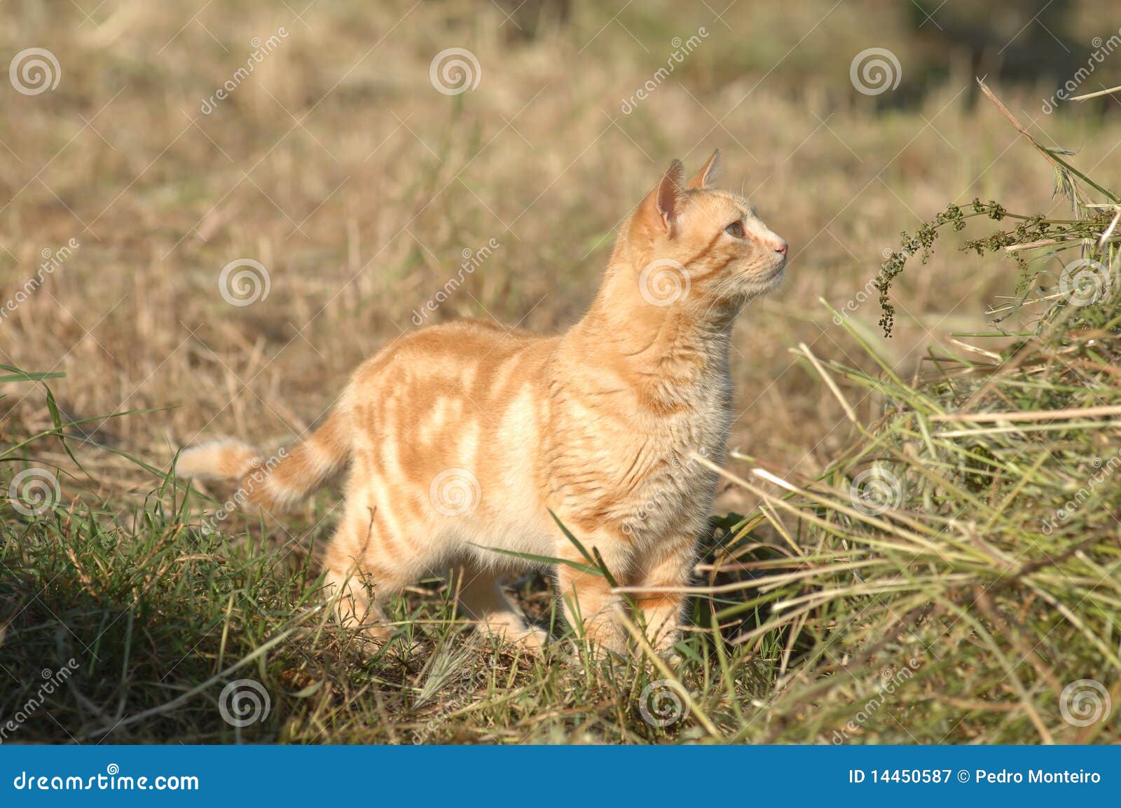 Cat playing on the farm stock image. Image of feline - 14450587