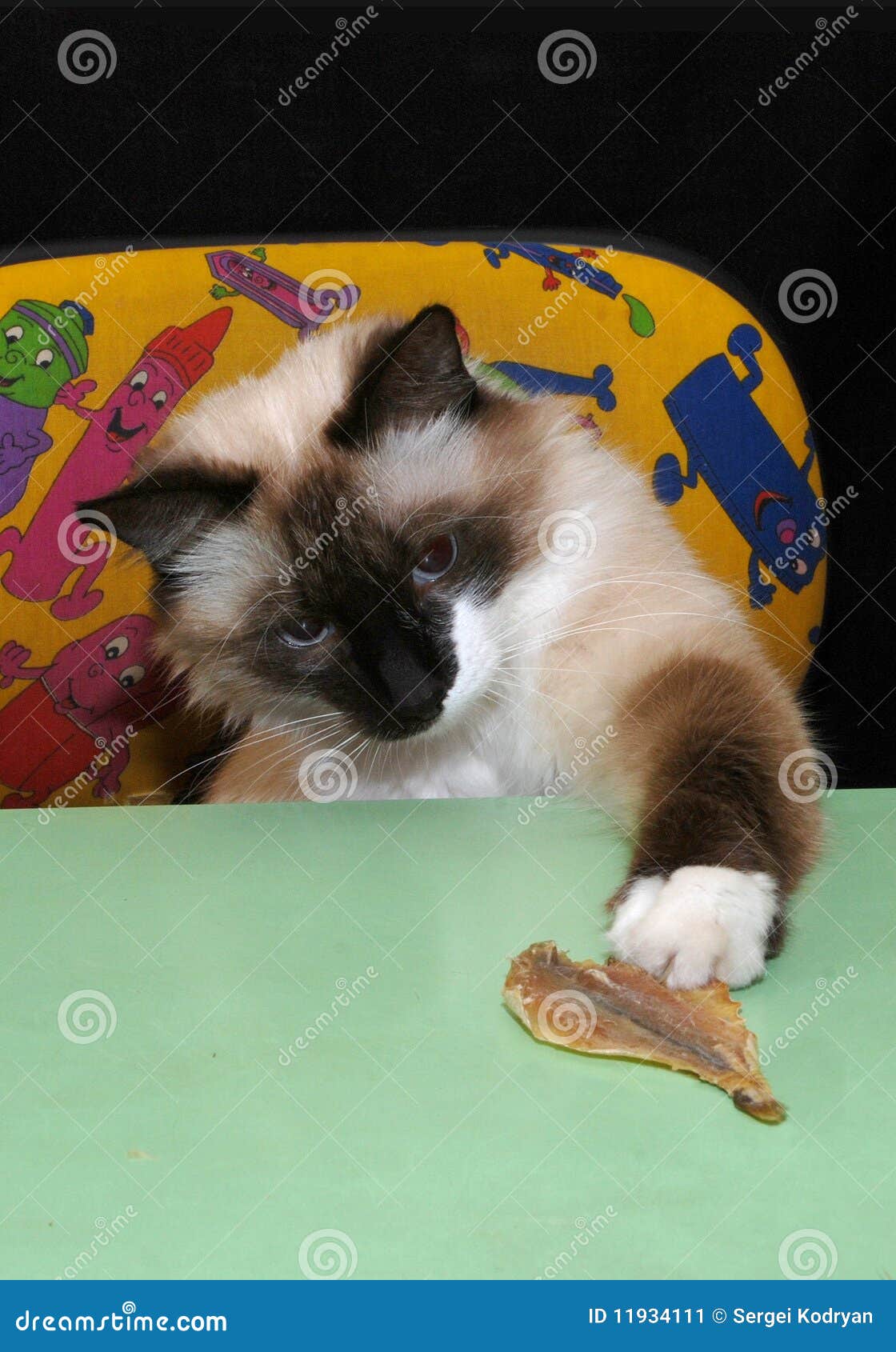 Cat playing with fish stock image. Image of high, chair - 11934111