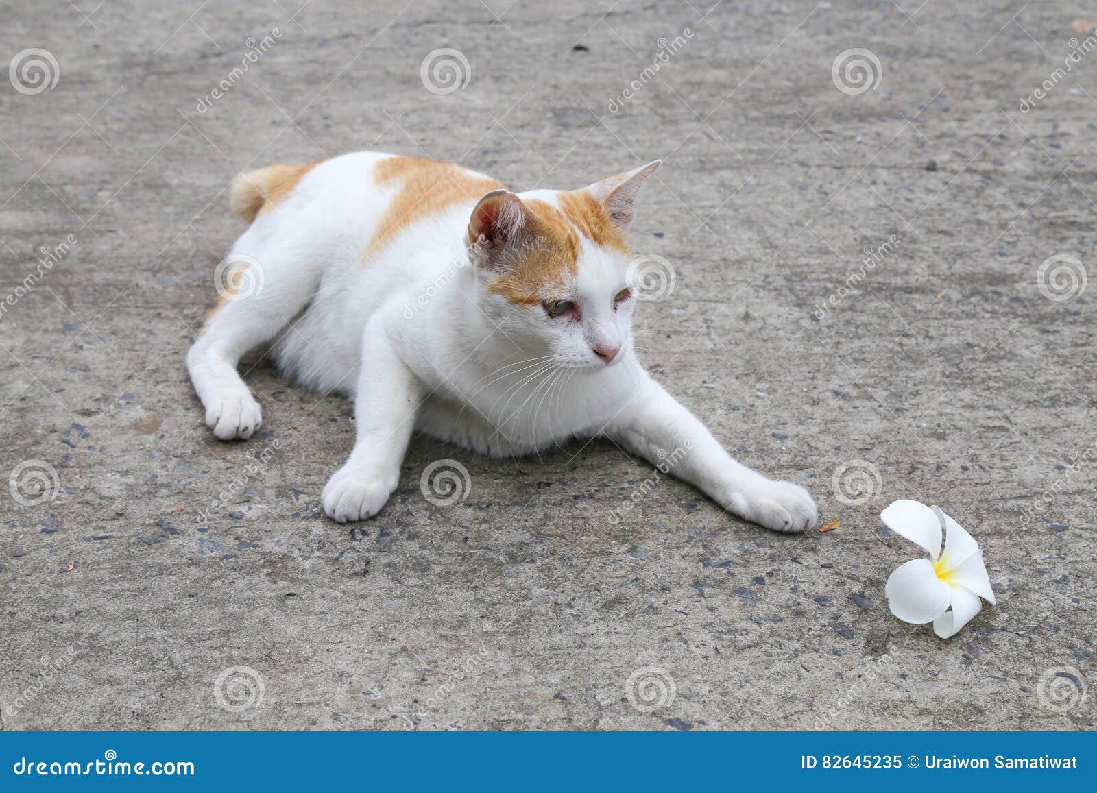 Cat playing with flower stock image. Image of look, cute - 82645235
