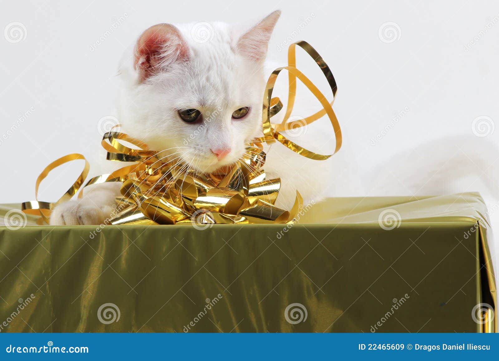 Cat playing with gift box stock image. Image of white - 22465609
