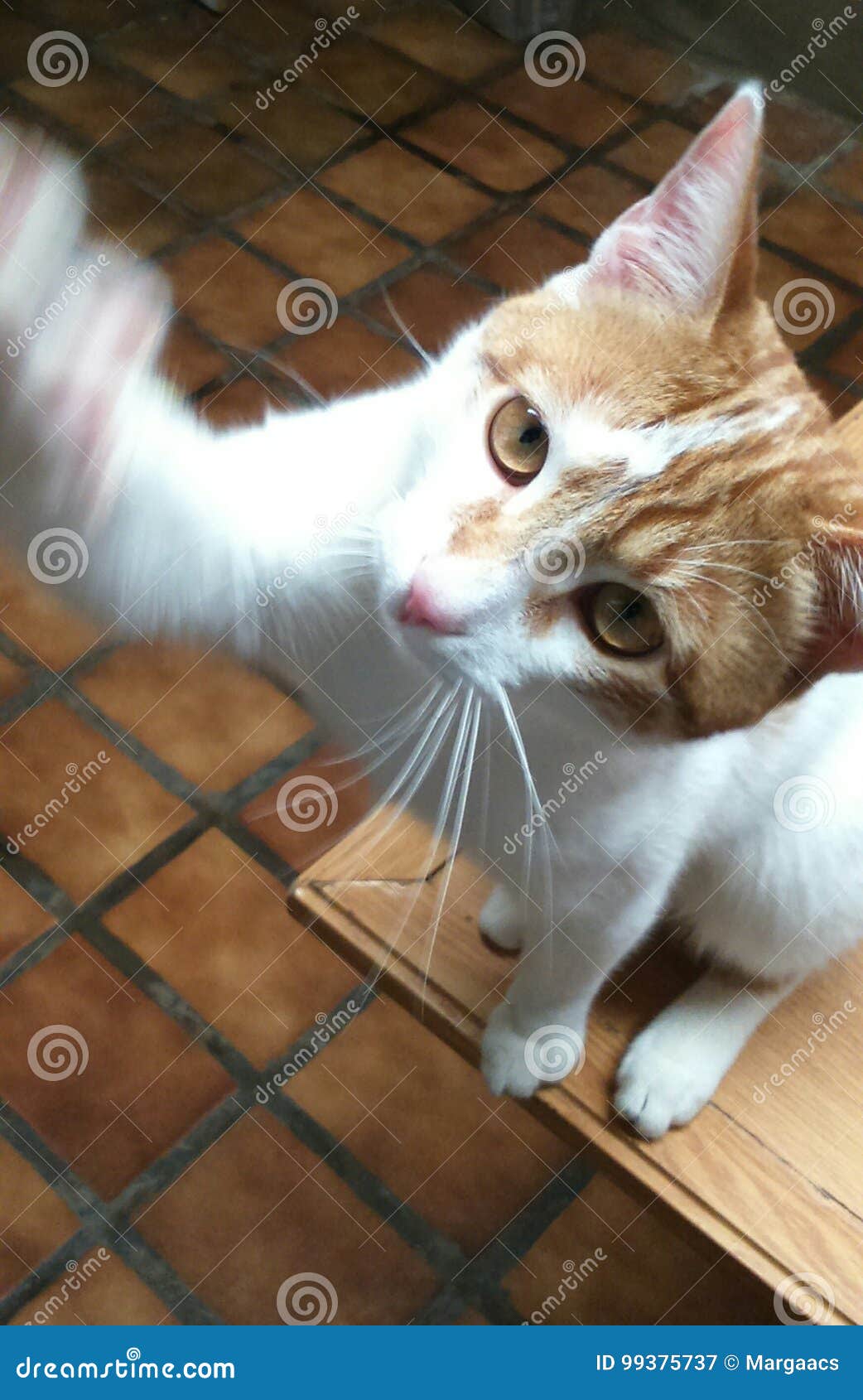 Cat playing stock image. Image of playing, happy, kitten - 99375737