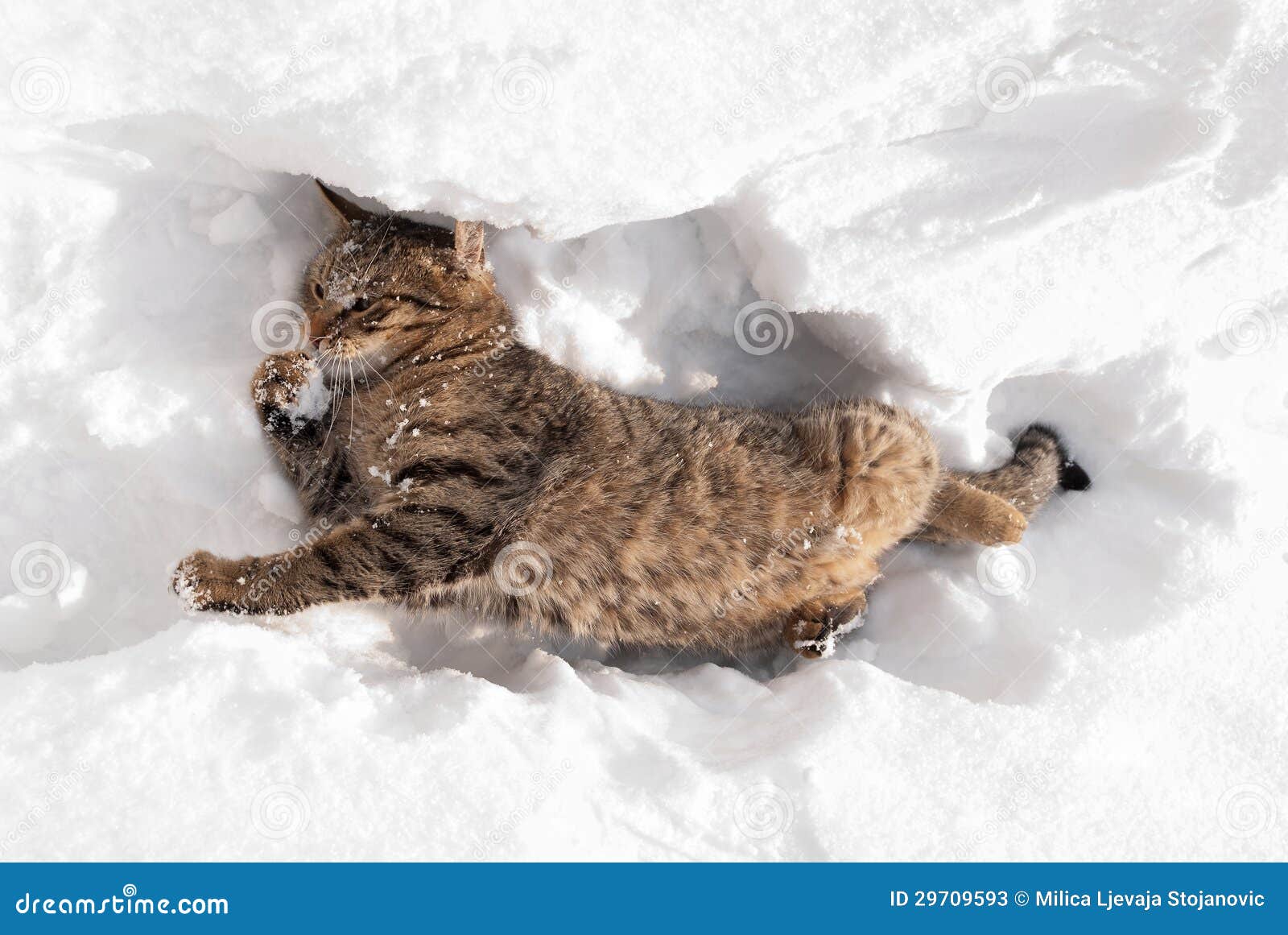 Cat playing with snow stock image. Image of kitty, hunter - 29709593