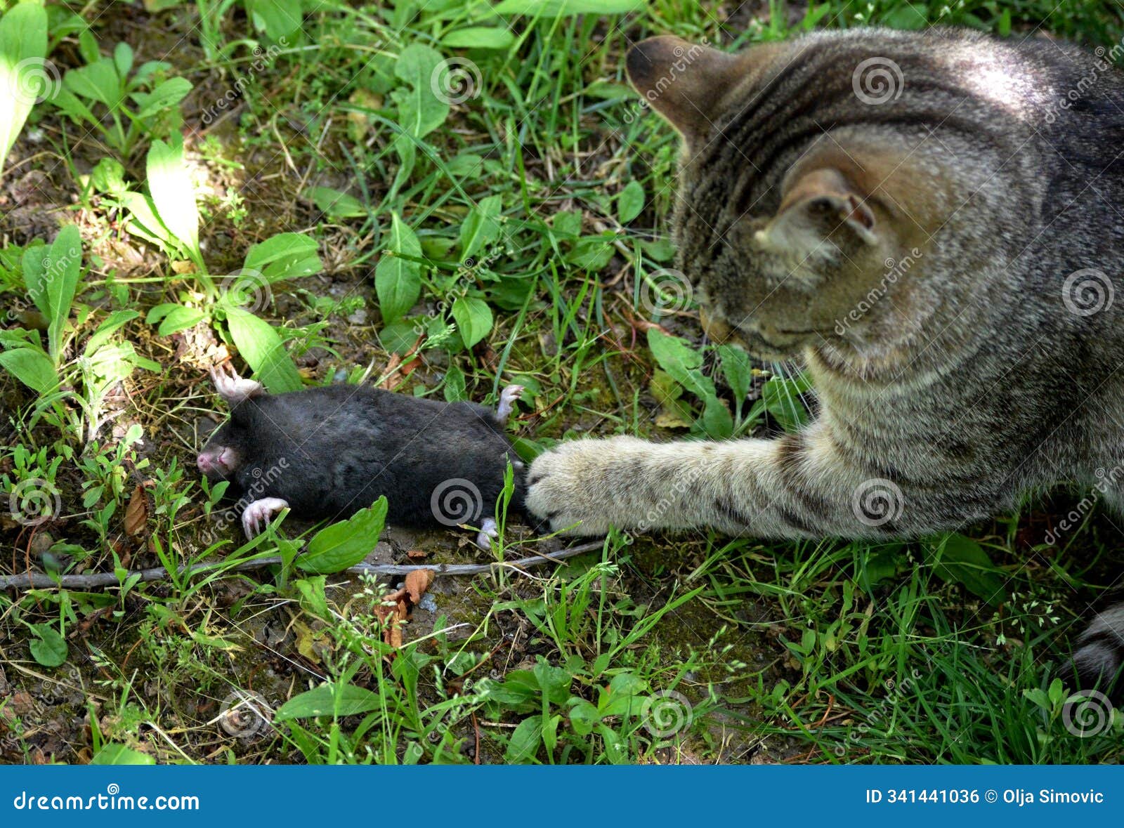 Cat is Playing with the Mole Stock Photo - Image of jungle, animal ...