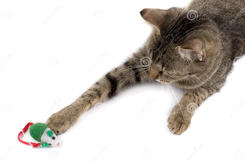 Cat Playing with Mouse stock image. Image of entice, attraction - 1867071