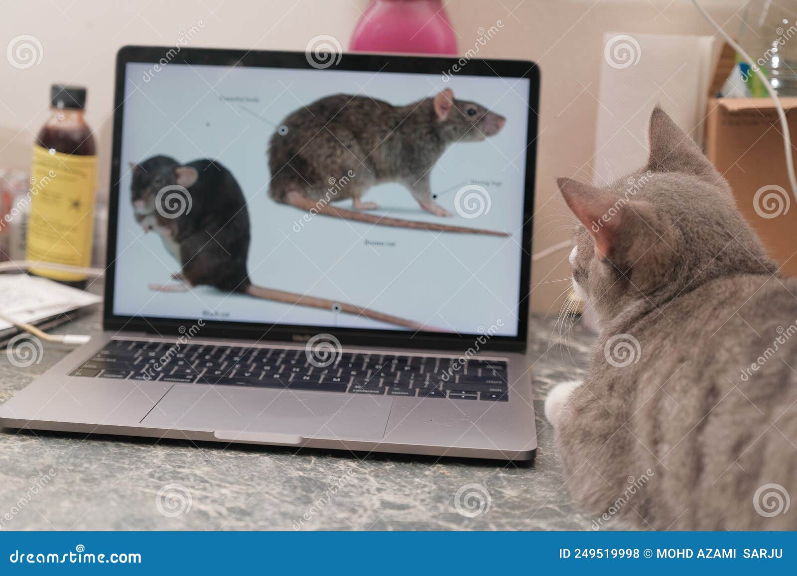 Cat Playing with Mouse in the Laptop Screen Stock Photo - Image of ...