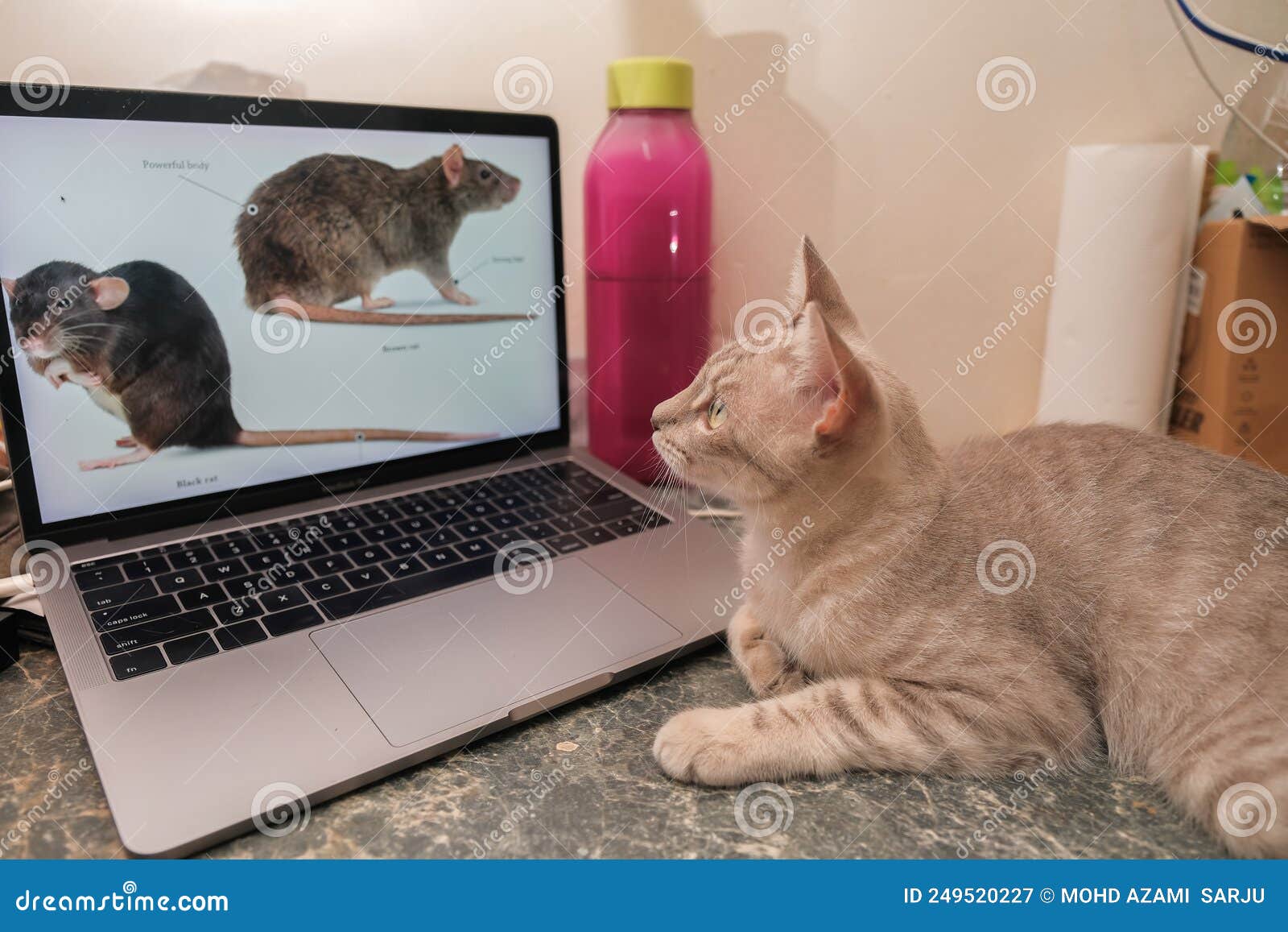 Cat Playing with Mouse in the Laptop Screen Stock Image - Image of ...